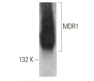 Anti-MDR1/ABCB1 Antibody (D-11) | SCBT - Santa Cruz Biotechnology