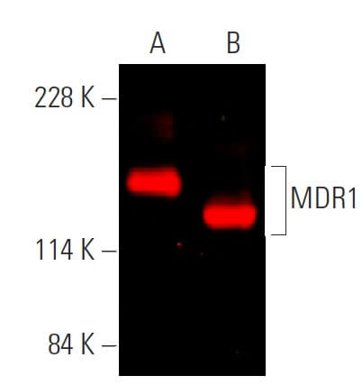 Anti-MDR1/ABCB1 Antibody (D-11) | SCBT - Santa Cruz Biotechnology