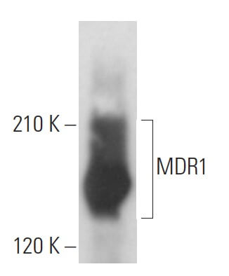 Anti-MDR1/ABCB1 Antibody (D-11) | SCBT - Santa Cruz Biotechnology
