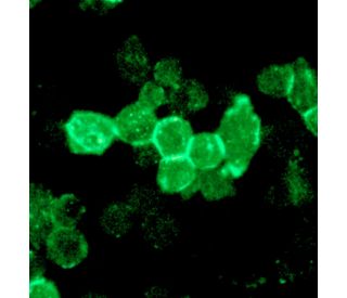 Anti-MDR1/ABCB1 Antibody (G-1) | SCBT - Santa Cruz Biotechnology