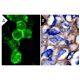 Anti-MDR1/ABCB1 Antibody (G-1) | SCBT - Santa Cruz Biotechnology