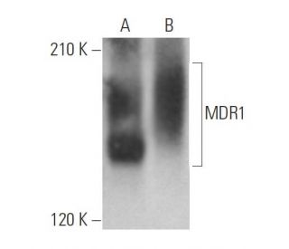 Anti-MDR1/ABCB1 Antibody (G-1) | SCBT - Santa Cruz Biotechnology
