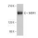 Anti-MDR1/ABCB1 Antibody (G-1) | SCBT - Santa Cruz Biotechnology