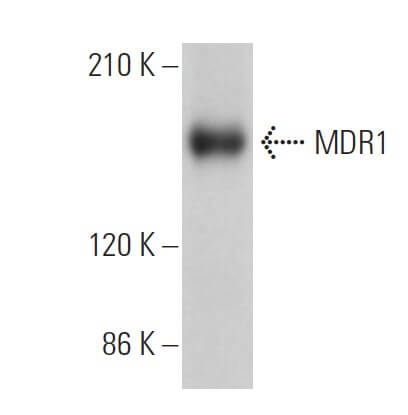 Anti-MDR1/ABCB1 Antibody (G-1) | SCBT - Santa Cruz Biotechnology