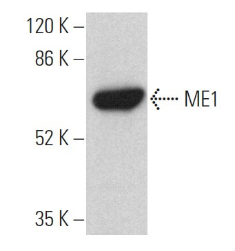 Anti-ME1 Antibody (C-6) | SCBT - Santa Cruz Biotechnology