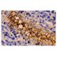 MECA-79抗体 (MECA-79) | SCBT - Santa Cruz Biotechnology