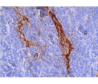 MECA-79 Antibody (MECA-79) - Immunohistochemistry - Image 367951
