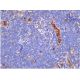 Anti-MECA-79 Antibody (MECA-79) | SCBT - Santa Cruz Biotechnology