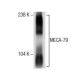 MECA-79 Antibody (MECA-79) | SCBT - Santa Cruz Biotechnology