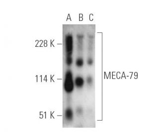 MECA-79 Antibody (MECA-79) - Western Blotting - Image 390076