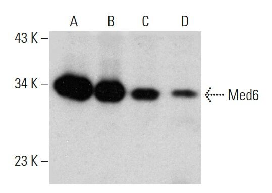 Med6 Antibody (D-2) | SCBT - Santa Cruz Biotechnology