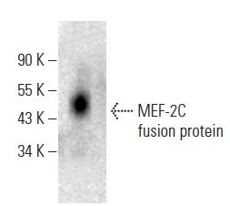 MEF-2C Antibody (G-5) | SCBT - Santa Cruz Biotechnology