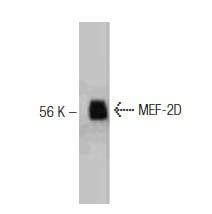 MEF-2D Antibody (9) | SCBT - Santa Cruz Biotechnology