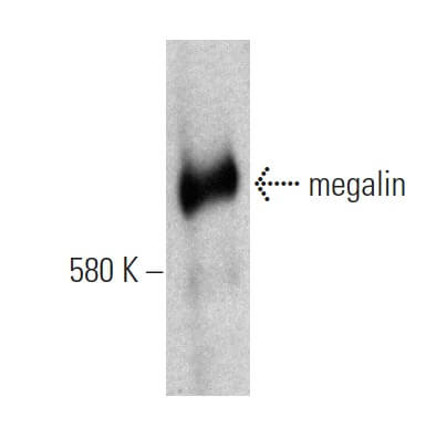 Anti-megalin/LRP2 Antibody (G-9) | SCBT - Santa Cruz Biotechnology