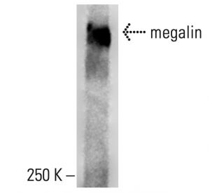 megalin/LRP2 Antibody (G-9) - Western Blotting - Image 401791