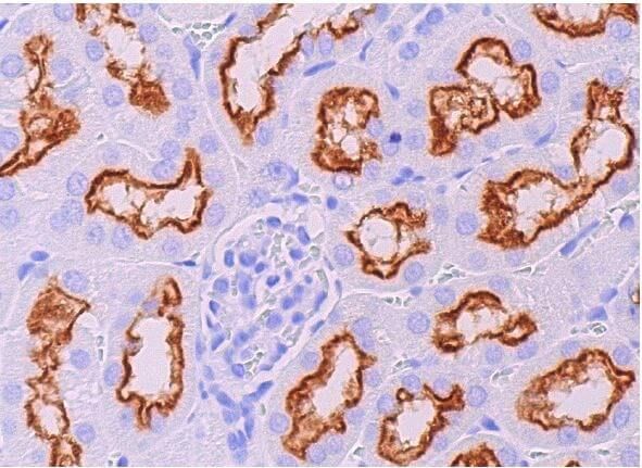 megalin/LRP2抗体 (H-10) | SCBT - Santa Cruz Biotechnology