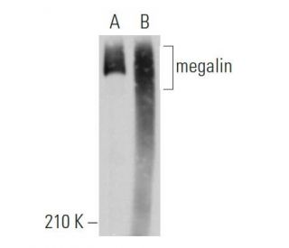 megalin Antibody (H-10) - Western Blotting - Image 371341