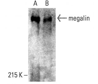 megalin/LRP2 Antibody (H-10) - Western Blotting - Image 401792