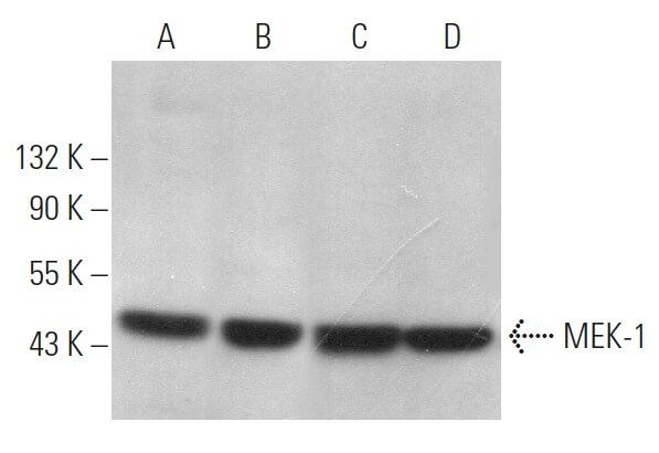 MEK-1 Antibody (H-8) | SCBT - Santa Cruz Biotechnology