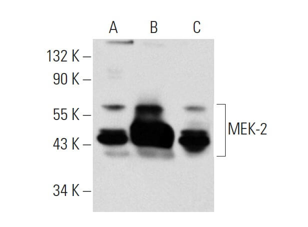 MEK-2 Antibody (A-1) | SCBT - Santa Cruz Biotechnology