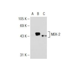 MEK-2 Antibody (A-1) | SCBT - Santa Cruz Biotechnology