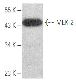 MEK-2 Antibody (A-1) | SCBT - Santa Cruz Biotechnology