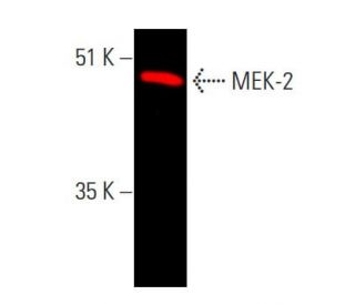 MEK-2 Antibody (A-1) | SCBT - Santa Cruz Biotechnology