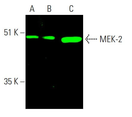 MEK-2 Antibody (A-1) | SCBT - Santa Cruz Biotechnology