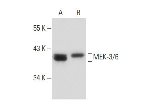 MEK-3/6 Antibody (B-1) | SCBT - Santa Cruz Biotechnology
