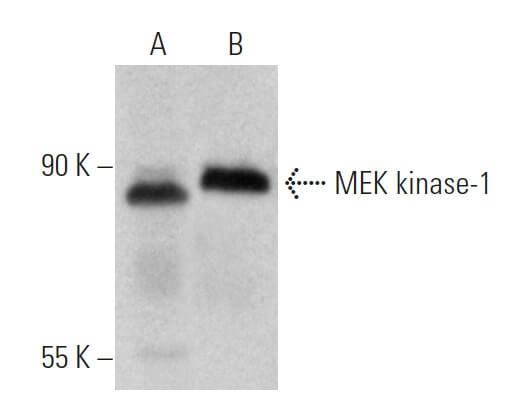 MEK kinase-1 Antibody (1-9C-2A) | SCBT - Santa Cruz Biotechnology