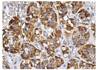 Anti-Melan-A Antibody (A103) | SCBT - Santa Cruz Biotechnology