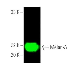 Anti-Melan-A Antibody (A103) | SCBT - Santa Cruz Biotechnology