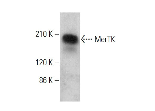 MerTK Antibody (348) | SCBT - Santa Cruz Biotechnology