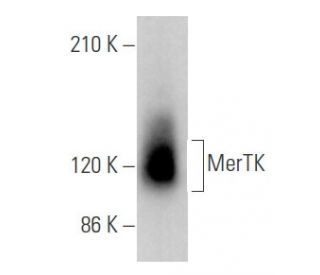 MerTK Antibody (B-1) - Western Blotting - Image 354662