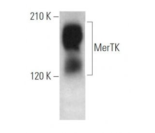 MerTK Antibody (B-1) - Western Blotting - Image 362060