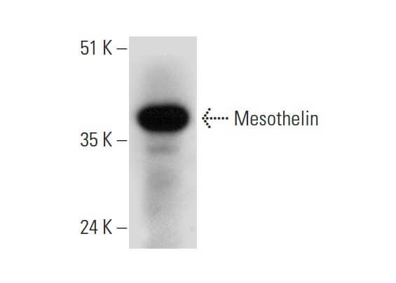 Mesothelin Antibody (G-4) | SCBT - Santa Cruz Biotechnology