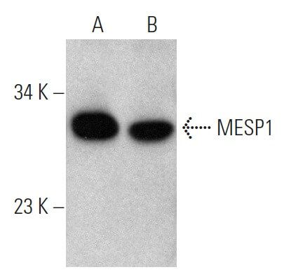 MESP1 Antibody (JH.12) | SCBT - Santa Cruz Biotechnology