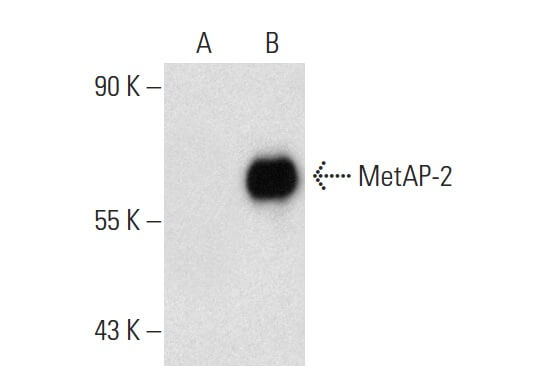 MetAP-2 Antibody (A-9) | SCBT - Santa Cruz Biotechnology