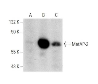 MetAP-2 Antibody (D-1) | SCBT - Santa Cruz Biotechnology