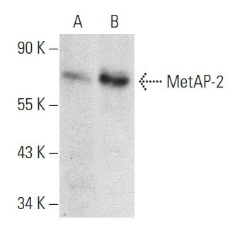 MetAP-2 항체 (D-1) | SCBT - Santa Cruz Biotechnology
