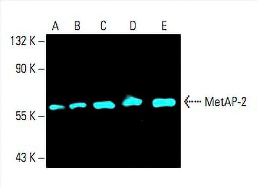 MetAP-2 Antibody (F-7) | SCBT - Santa Cruz Biotechnology