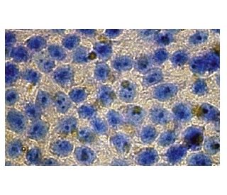 Methyl Green: sc-215348. Staining of methanol fixed HeLa cells showing...