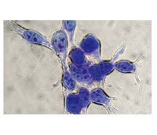Methyl Green: sc-215348. Staining of methanol fixed NIH/3T3 cells ...