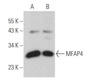 MFAP4 Antibody (A-9) - Western Blotting - Image 367356