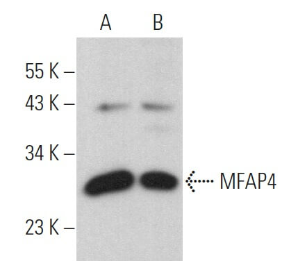 MFAP4 Antibody (A-9) | SCBT - Santa Cruz Biotechnology