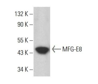 MFG-E8 Antibody (MFG-06) - Western Blotting - Image 378188