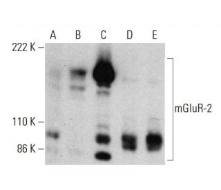 mGluR-2 Antibody (A-1) - Western Blotting - Image 384482