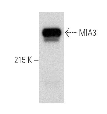 Anti-MIA3 Antibody (C-5) | SCBT - Santa Cruz Biotechnology
