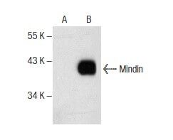 Mindin Antibody (D-4) | SCBT - Santa Cruz Biotechnology