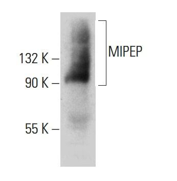 MIPEP Antibody (166CT22.3.7) | SCBT - Santa Cruz Biotechnology
